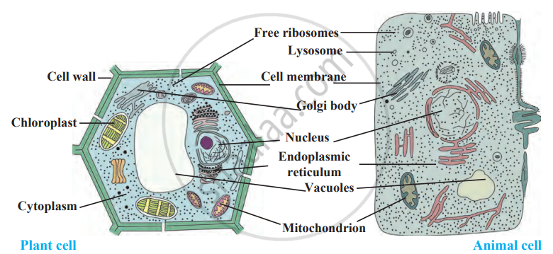 Plant Cell And Animal Cell Diagram Animal And Plant Cells: From