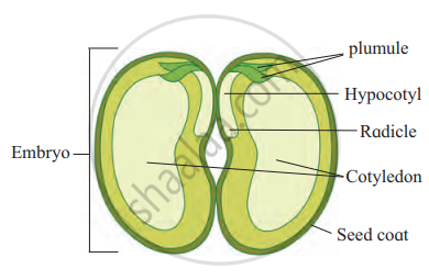 Formation of Seed and Fruit | Shaalaa.com