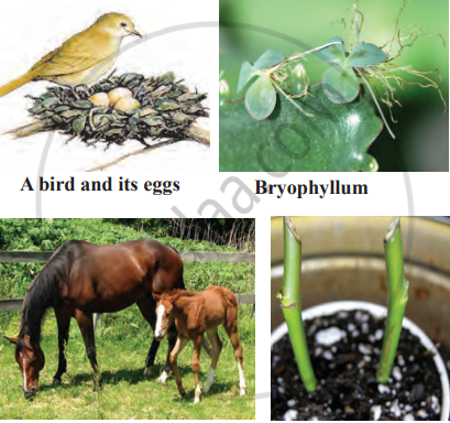 Reproduction | Shaalaa.com