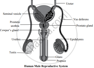 Schematic Diagram Of Human Male Reproductive System