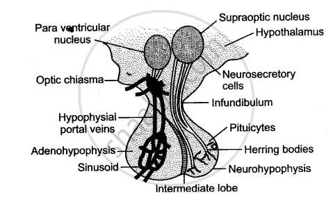 Sketch and label the V. S. of pituitary gland. - Biology | Shaalaa.com