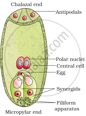 With a neat diagram explain the 7-celled, 8-nucleate nature of the ...