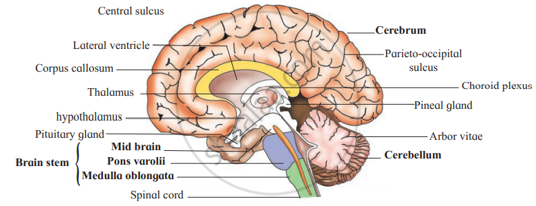 With The Help Of A Labelled Diagram Of Lateral View Of Cerebrum 
