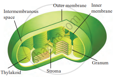 Cell Organelles - Plastids | Shaalaa.com