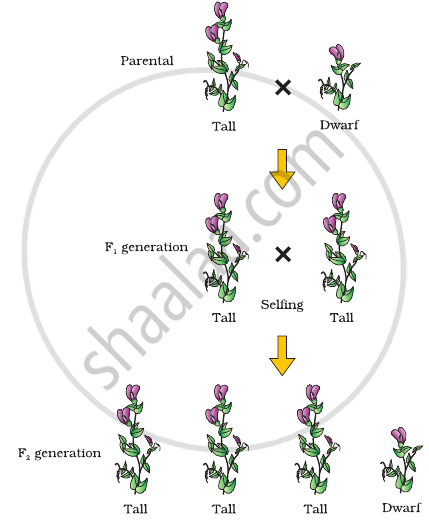 Monohybrid Cross In Pea Plant